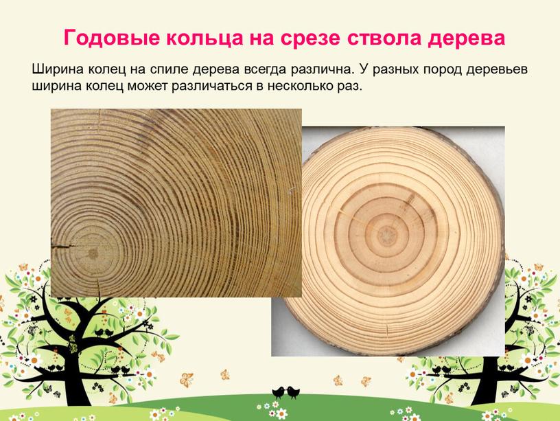 Годичные кольца дерева